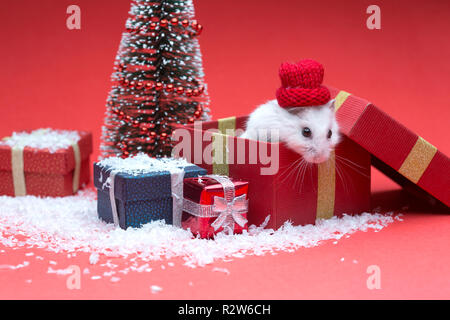 Cute christmas hamster inside gift box near christmas tree Stock Photo ...