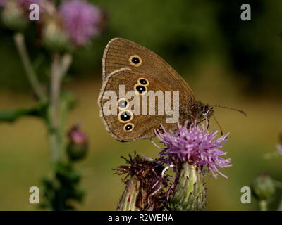 insect, insects, butterfly, chimney-sweeper, insect, insects, butterfly ...