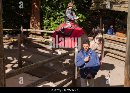 Camel ride at the Bronx Zoo, New York, United States of America Stock ...