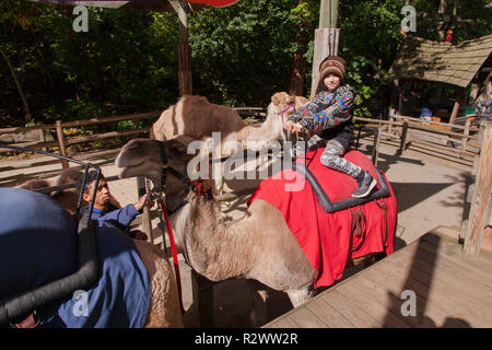 Camel ride at the Bronx Zoo, New York, United States of America Stock ...