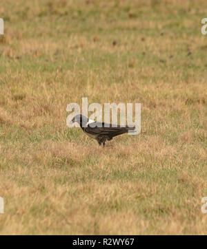 Africa Black Crow Cape Town Corvus capensis South Africa table mountain ...