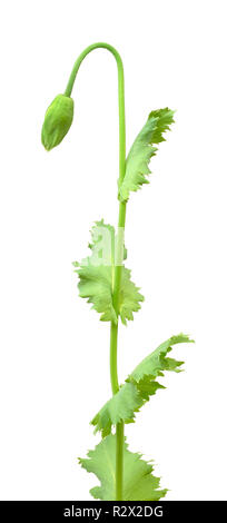 Poppy detail stems leaves background red nature plants botany plant ...