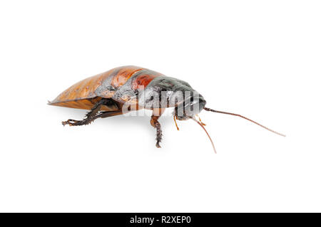 Close-up view of Madagascar hissing cockroaches in terrarium with ...
