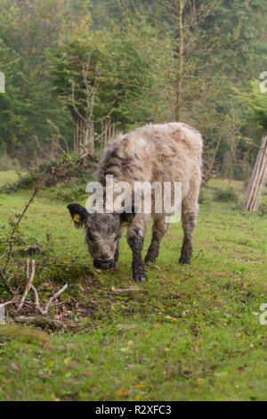 Galloway. Cow and calf standing in a Birch forest. Netherlands Stock ...