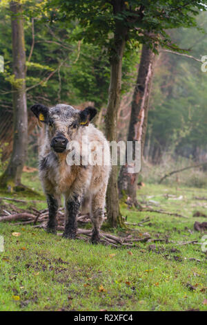 A Galloway ox is standing in a forest Stock Photo - Alamy
