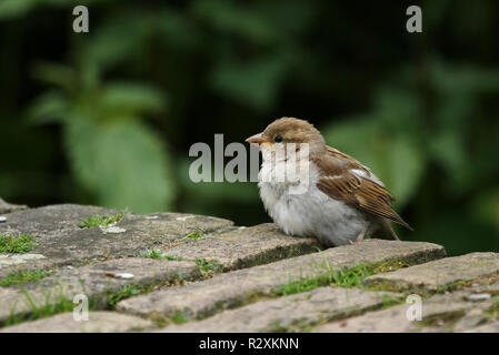 bird, birds, beak, feathering, sparrow, beaks, city, town, bird, birds, beak Stock Photo - Alamy