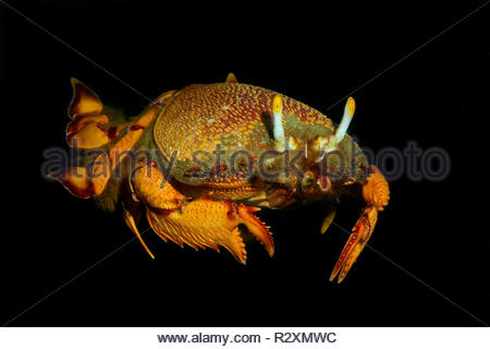 Ranina ranina, spanner crab Stock Photo: 66727816 - Alamy