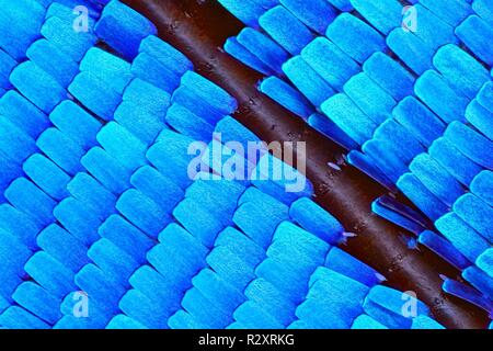Extremely detailed image of a Morpho Rhetenor Cacica butterfly wing ...
