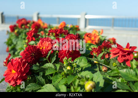 Landscaping of Vladivostok embankment with beautiful flowers Stock ...