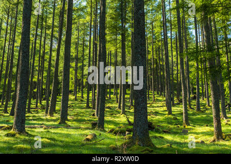 View through pine trees of the iconic faraglioni rocks of Capri Island ...