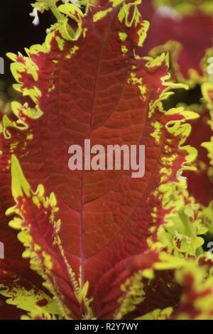 Visible parts of colorful ornamental spinach leaves thrive in the ...