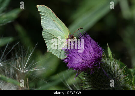 Close-up of male brimstone butterfly (Gonepteryx rhamni) resting in ...