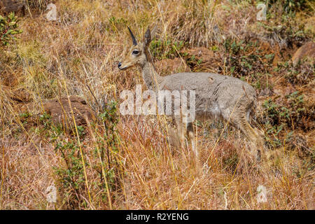 Gray Rhebok Pelea capreolus Sani Pass, Kwazulu-Natal, South Africa 31 ...