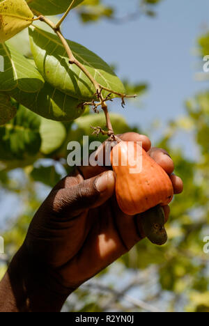BURKINA FASO, Gao, farm with cashew trees, cashew fruit wit nut at tree ...