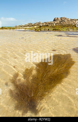 Japanese wireweed brown alga, Sargassum muticum, underwater in the ...