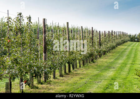 Espalier trained apple tree Malus domestica fruit tree grow grown Stock ...