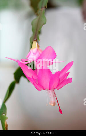 False christmas cactus Schlumbergera truncata with pink flowers Stock ...