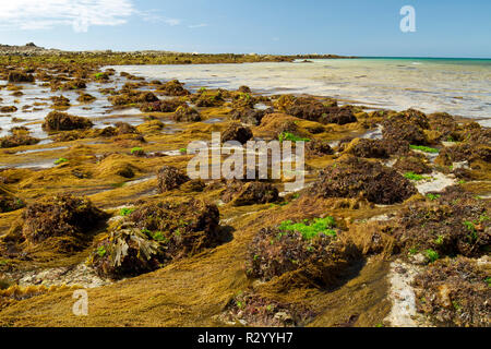Japanese wireweed brown alga, Sargassum muticum, underwater in the ...