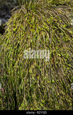 Common water moss (Fontinalis antipyretica) in a stream Stock Photo - Alamy