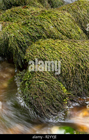 Common water moss (Fontinalis antipyretica) in a stream Stock Photo - Alamy