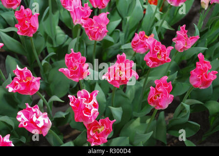 Tulip Crown of Dynasty (Triumph Group) grown in the park. Spring time ...