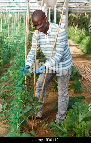 Confident male farmer working in greenhouse, cultivating tomato sprouts ...