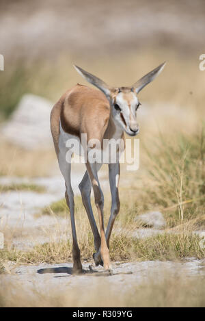 Springbok calf, Etosha Stock Photo - Alamy