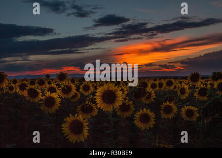 DIA Sunflowers 2016 Stock Photo - Alamy