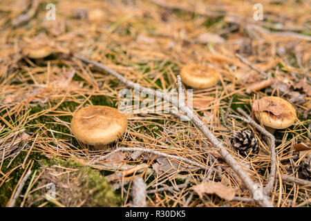 mushrooms on the ground inside of a forest during autumn season Stock ...
