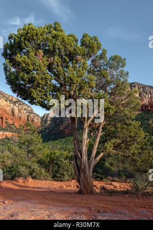 Oak Creek Canyon Arizona USA. 1975 Stock Photo - Alamy
