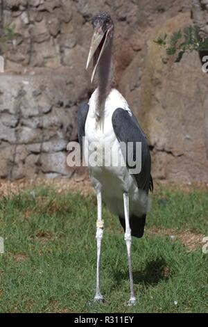 Marabou stork standing with beak open Stock Photo - Alamy