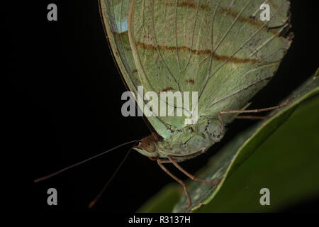 A macro photo of a female obrina olivewing (Nessaea obrinus) from Madre ...