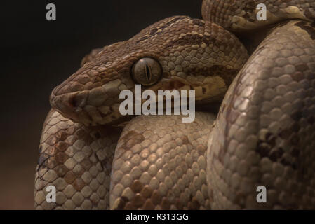 Cook's Tree Boa, Snake, Corallus enydris cooki, resting on tree branch ...