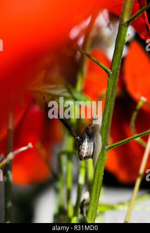 Little s‪nail crawling up the stem of the red poppy‬ flower Stock Photo ...