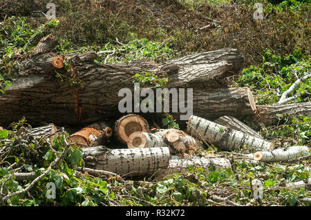 Large old poplar tree chopped and cut into pieces closeup in sunny day ...