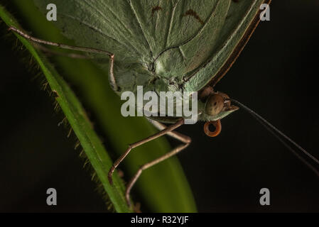 A macro photo of a female obrina olivewing (Nessaea obrinus) from Madre ...