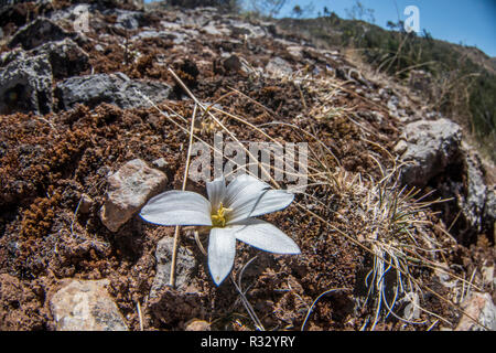 Flower, blooming, High, altitude, Andes, Frailejones, Totoro, Inza ...