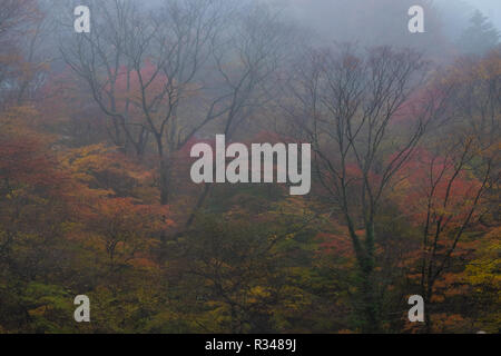 Stunning, misty fall color in Nikko, Japan Stock Photo - Alamy