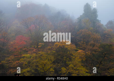 Stunning, misty fall color in Nikko, Japan Stock Photo - Alamy