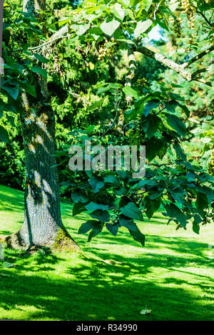 Chinese blue bell tree, Paulownia tomentosa , Chinesischer ...