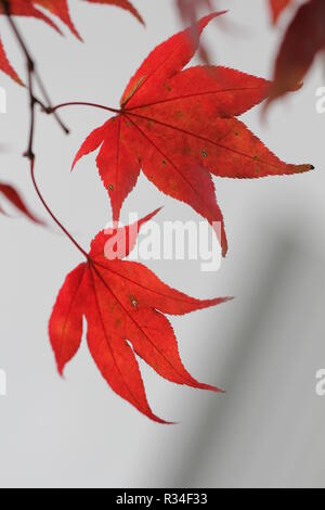 A closeup of dark red Japanese maple leaves on the ground. Acer ...