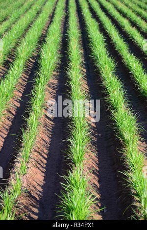 spain - chufa - nutsedge Stock Photo - Alamy