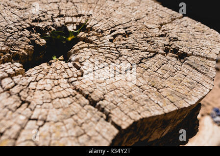 Old tree trunk cut and dried Stock Photo - Alamy