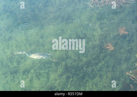 Diving bird at artificial lake Phoenix See in Dortmund, Germany Stock ...