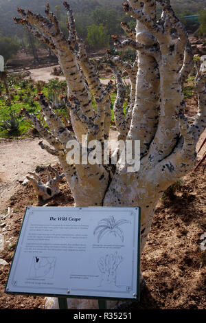 Wild Grape, Cyphostemma juttae, in winter, showing its caudex, at the ...