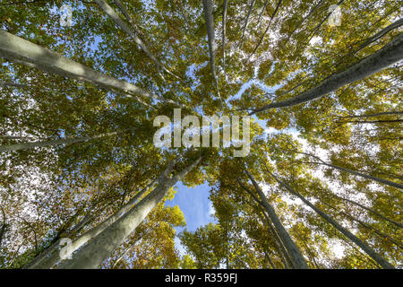 Nice poplar trees from bottom view in a sunny day in Spain Stock Photo ...