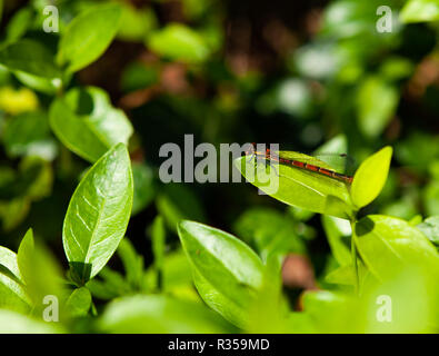 delicate damsel fly Stock Photo - Alamy