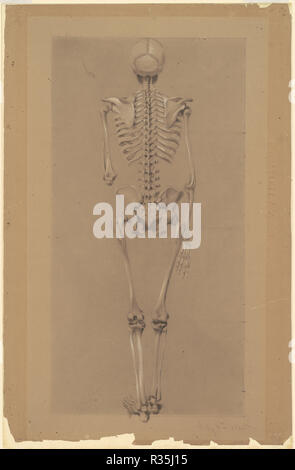Rear View of a Skeleton, 1848 Stock Photo - Alamy