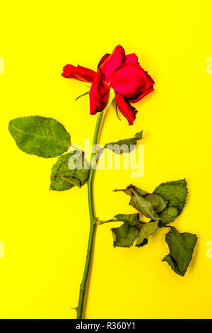Yellow Dying Rose Stock Photo - Alamy