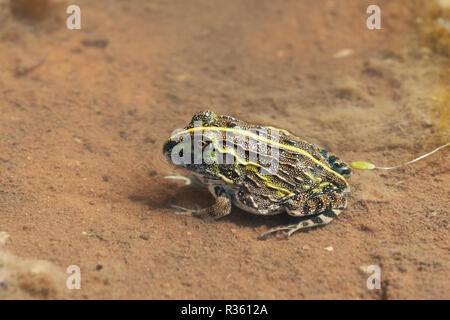 Giant Bullfrog (Pyxicephalus adspersus) young, sitting on fallen leaf ...
